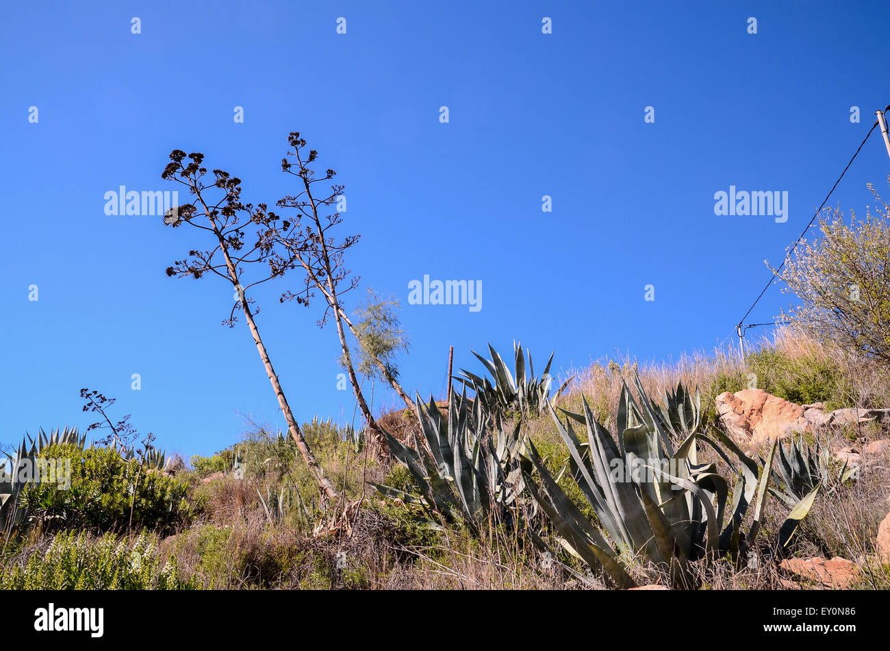 Green Agave Plant Cactus Stock Photo - Alamy