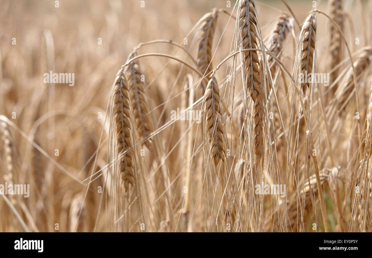 Ears of ripe barley growing on a farm field Stock Photo - Alamy