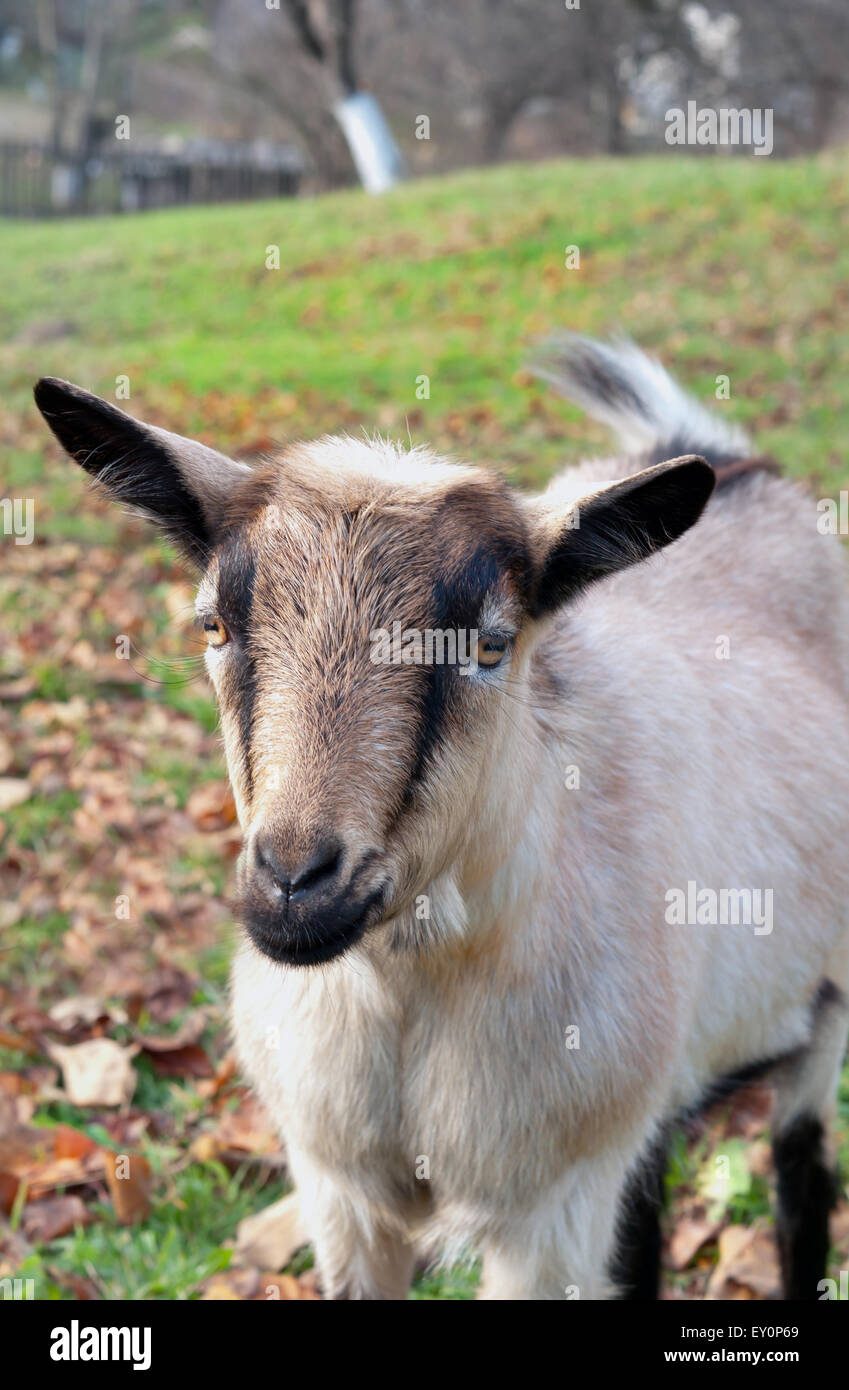 goat portrait close up Stock Photo - Alamy