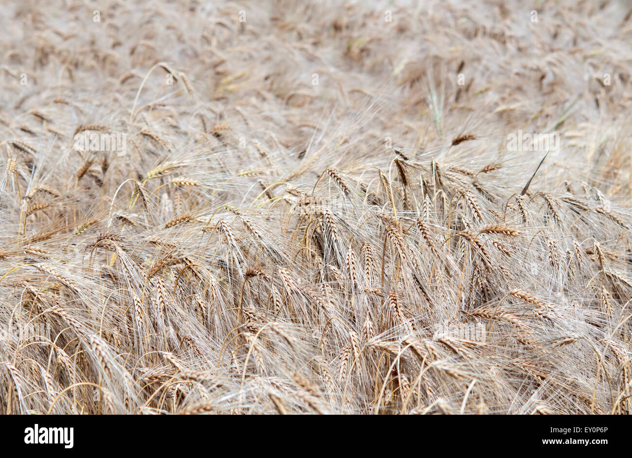 Closeup field ripe ears hi-res stock photography and images - Alamy