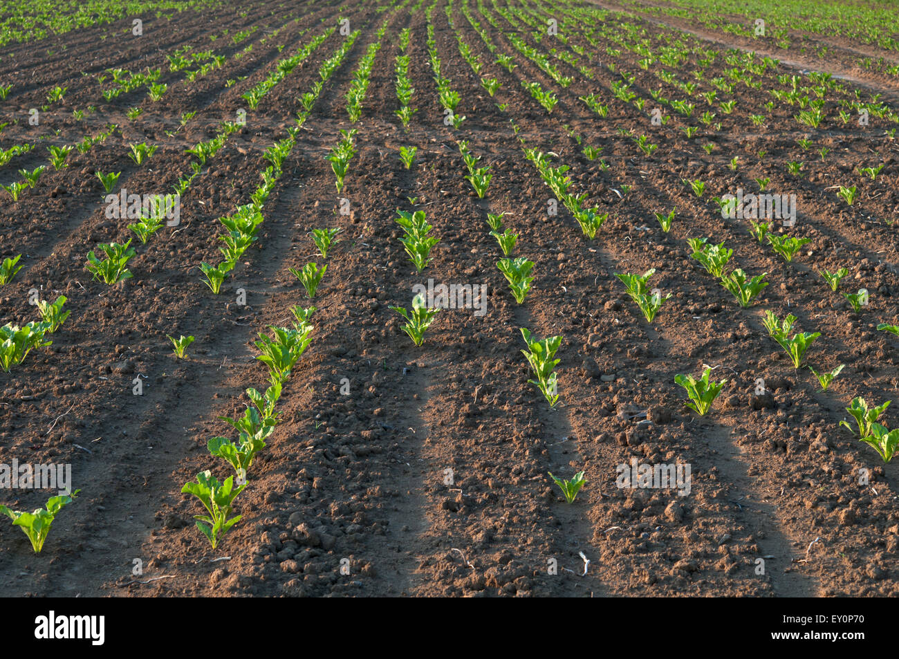 a sugar beet in row close up Stock Photo - Alamy
