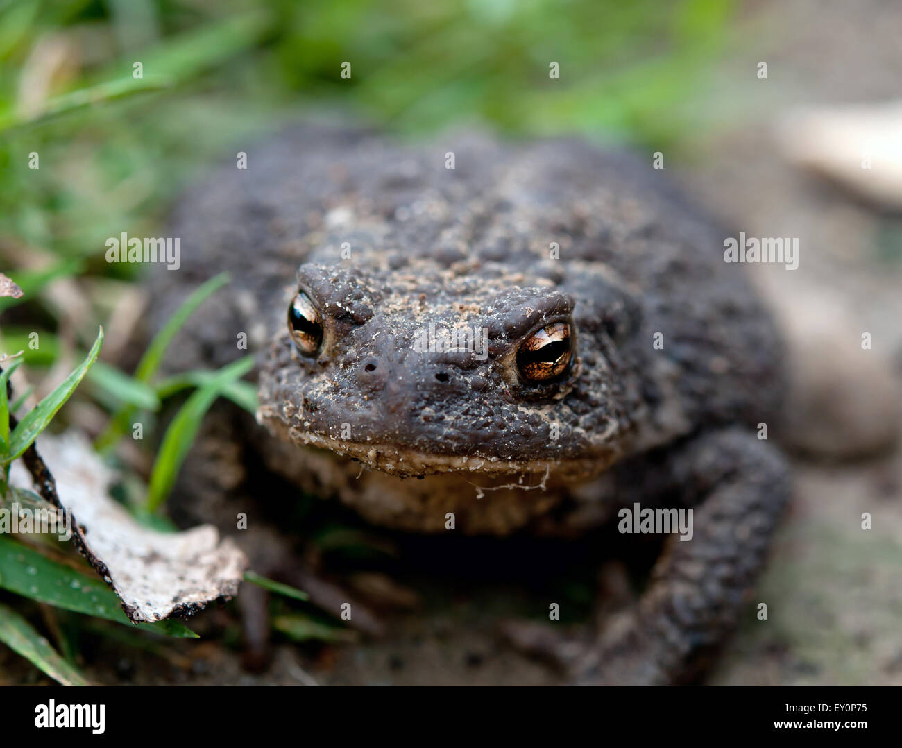 toad in long green grass Stock Photo - Alamy