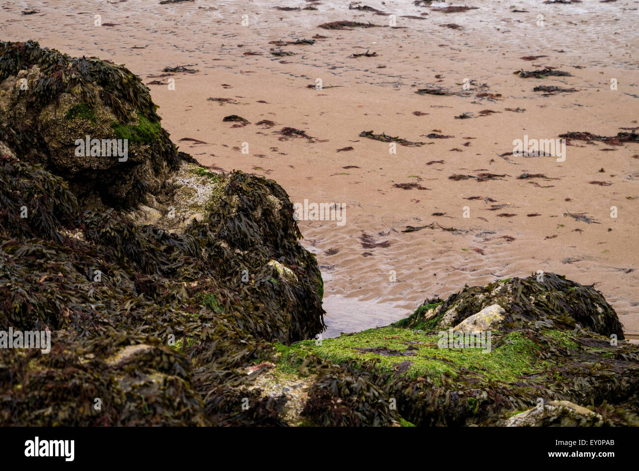 Water seaweed rocks hi-res stock photography and images - Alamy