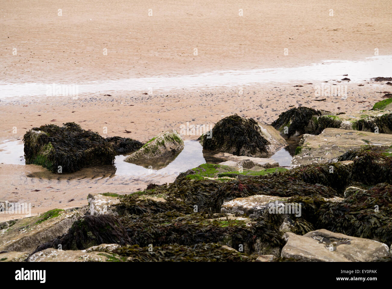 Water seaweed rocks hi-res stock photography and images - Alamy