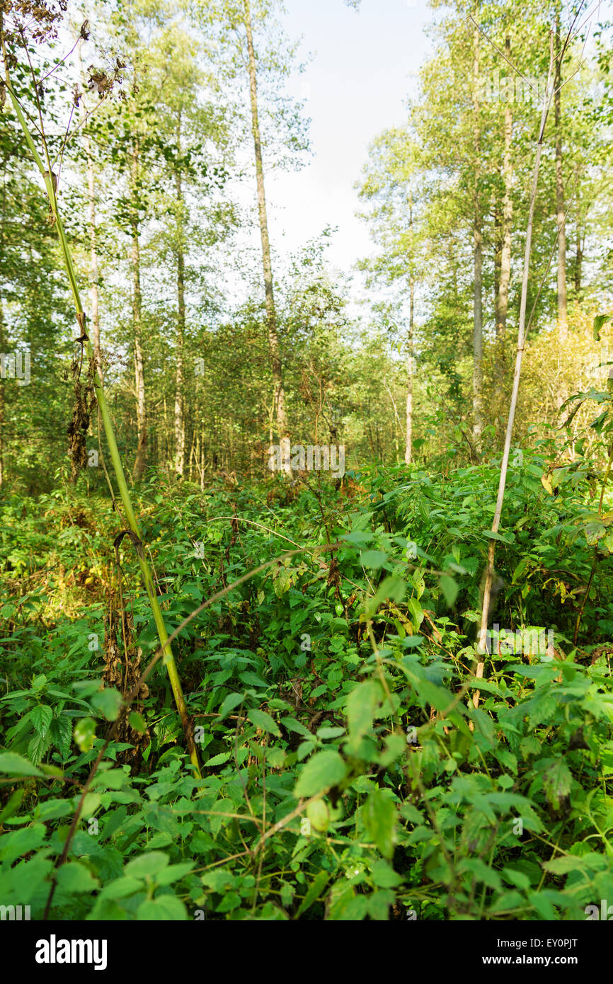 powerful trees growing in dark depth Stock Photo - Alamy