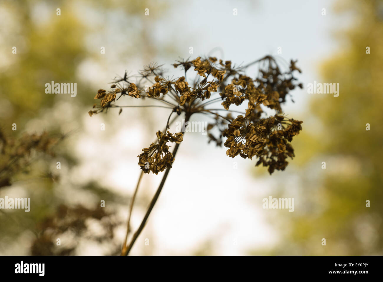 the withering plant reaches for the sun against the autumn sky Stock ...