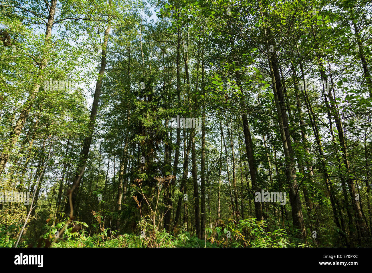 powerful trees growing in dark depth Stock Photo - Alamy