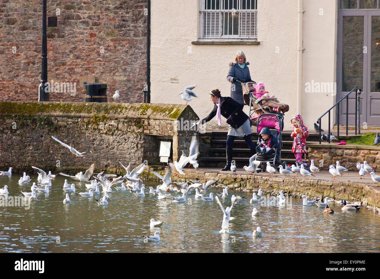 Feeding the huge numbers of gulls that live on the Bishop's Palace moat ...