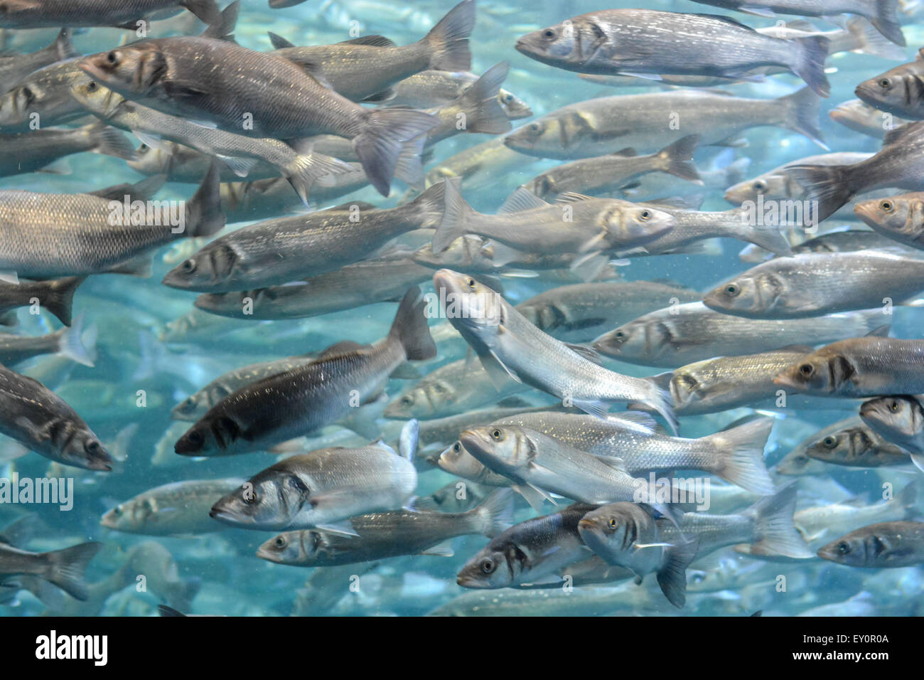 School of Silver Gray Fish Stock Photo - Alamy