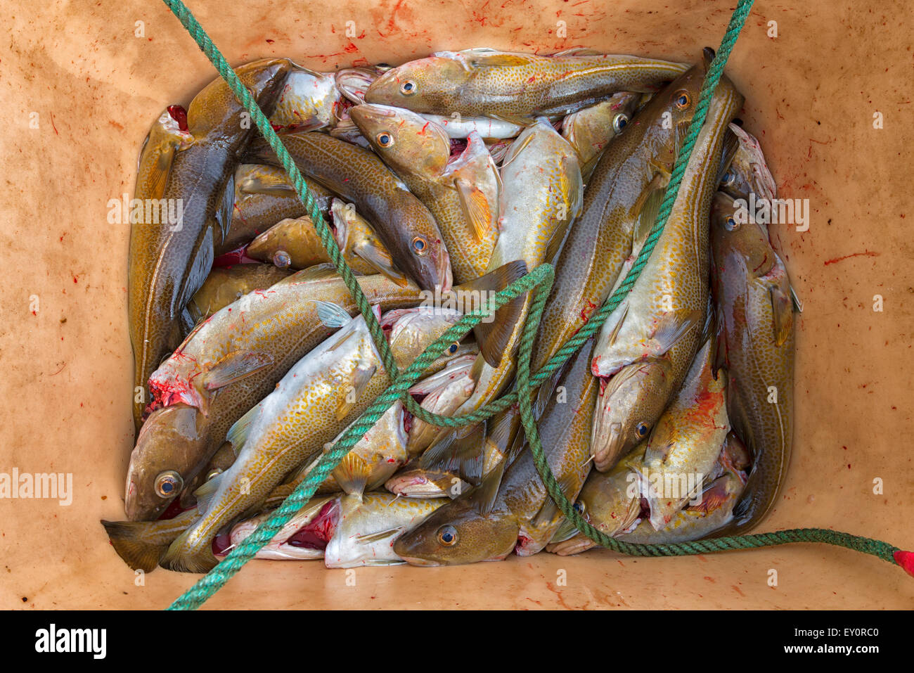 Fresh Fish in Siglufjordur Harbour, Iceland Stock Photo - Alamy