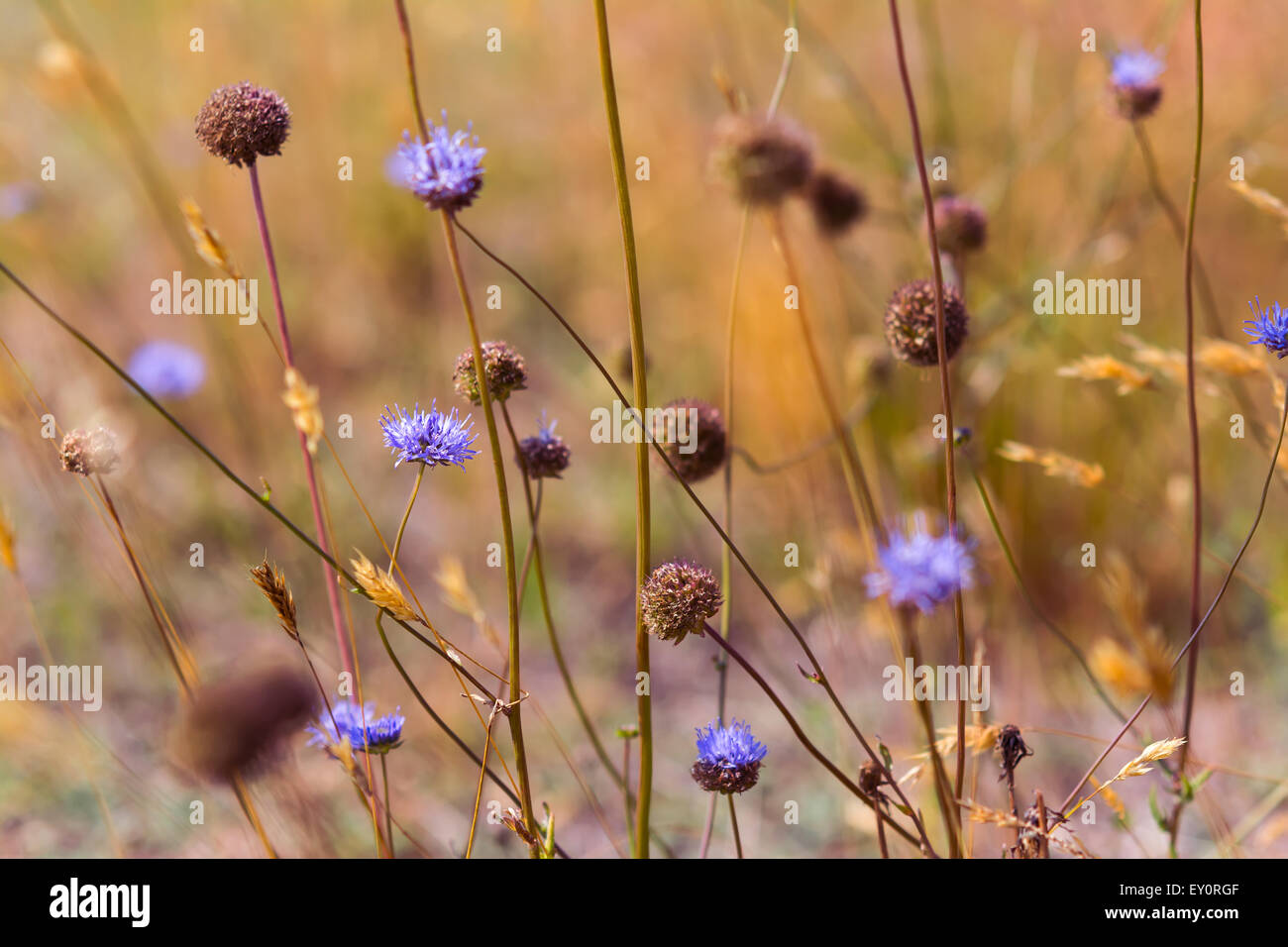 Blue wildflowers in the dry meadow. Fall time Stock Photo - Alamy