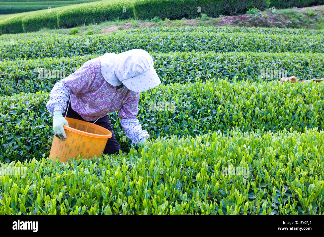 Green tea plantations, chabatake, in Shizuoka, Japan Stock Photo - Alamy