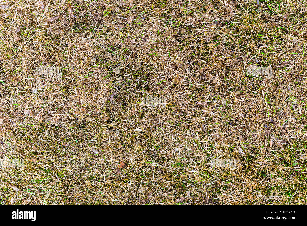 dry grass background Stock Photo - Alamy