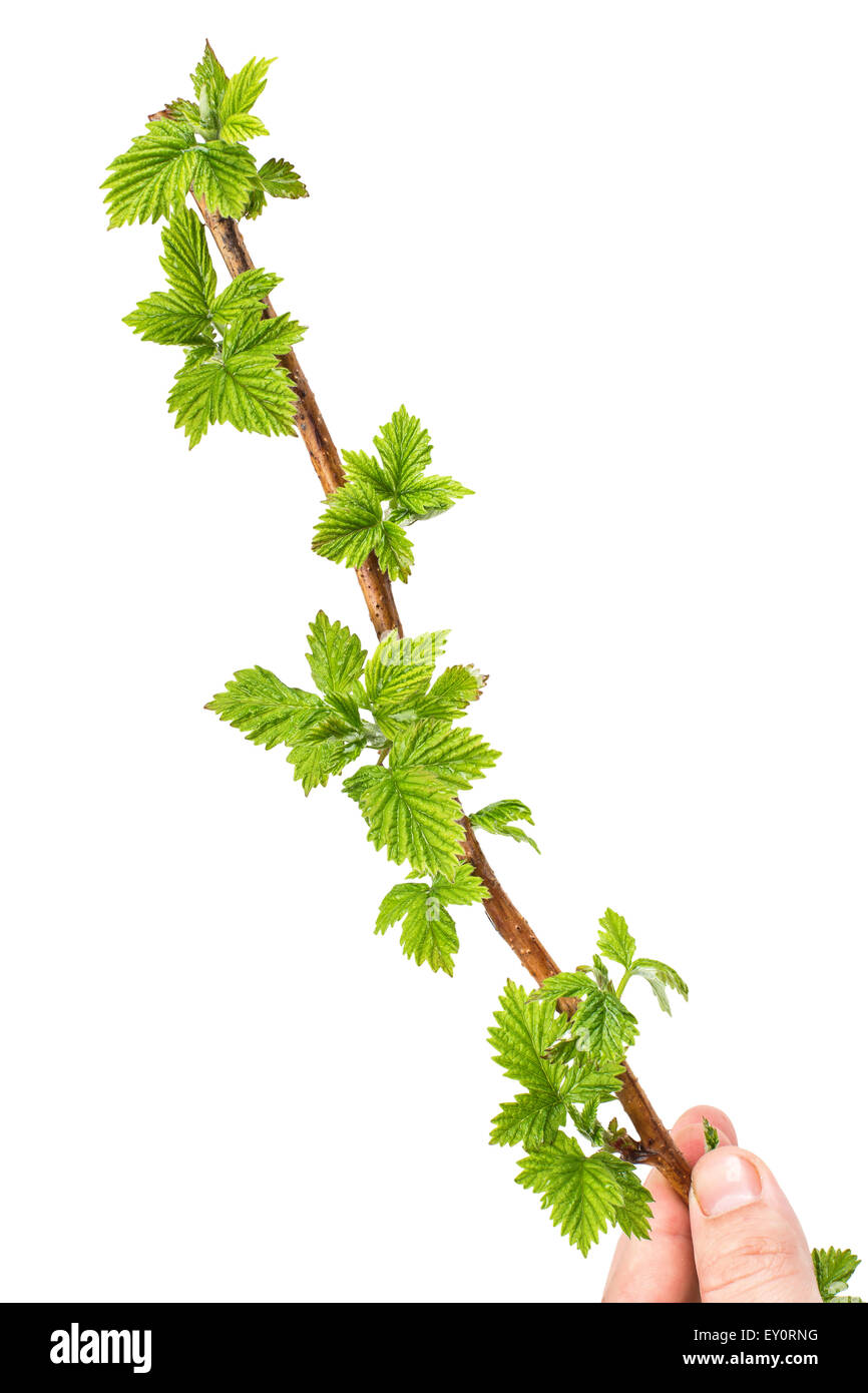 Raspberry seedling hi-res stock photography and images - Alamy