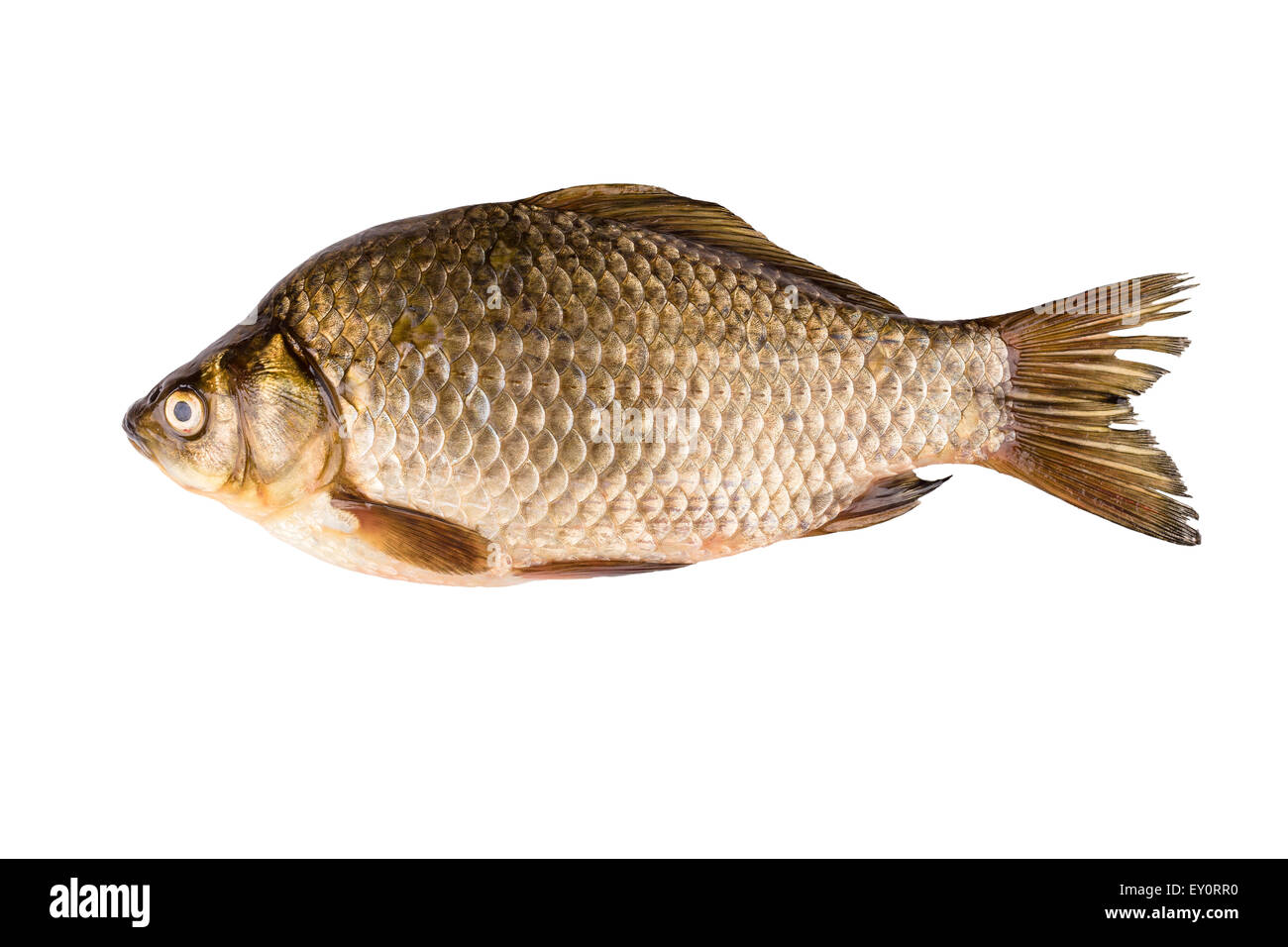 Shiny carp hi-res stock photography and images - Alamy