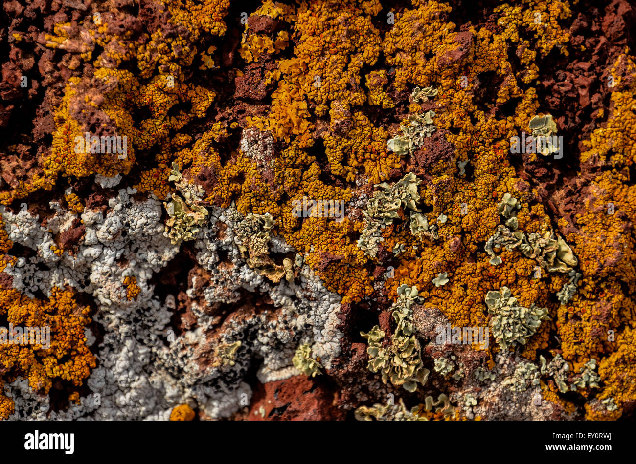 Lichen Texture Pattern Stock Photo - Alamy