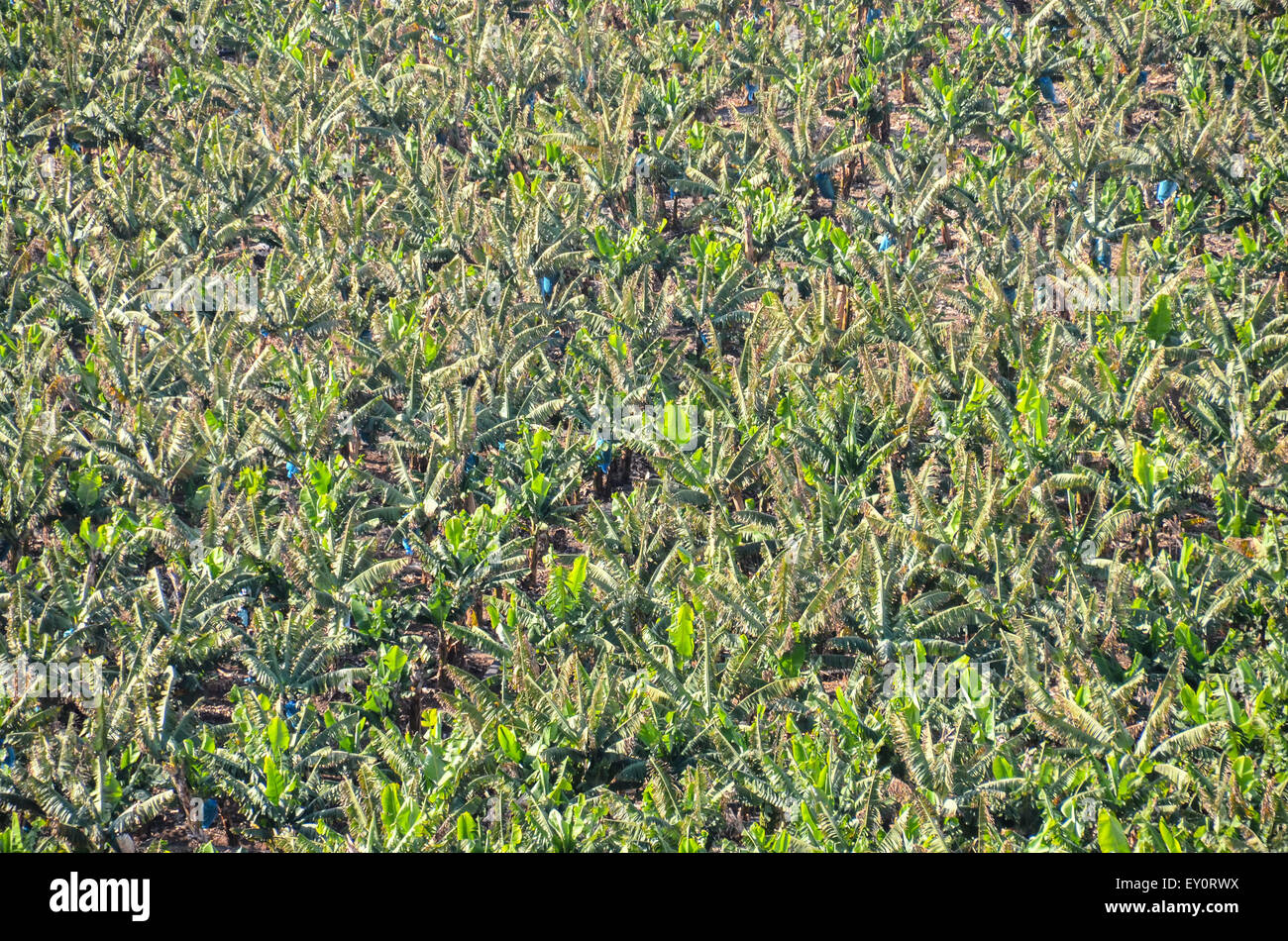 Banana Plantation Field Stock Photo - Alamy