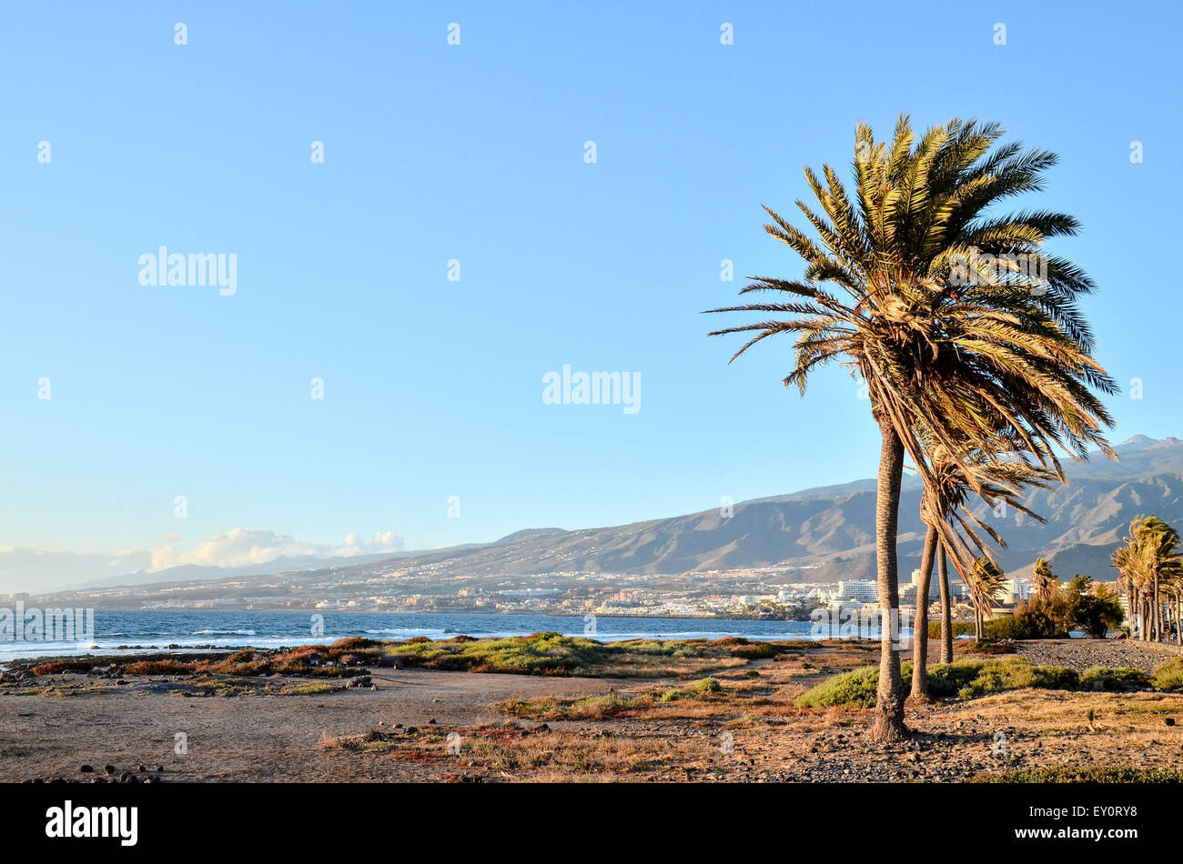 Green Palm Canarian Tree Stock Photo - Alamy