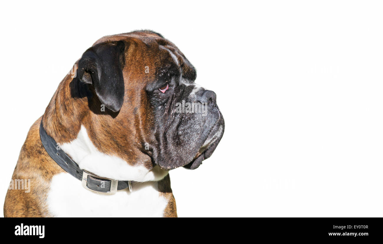 portrait of a boxer dog Stock Photo - Alamy