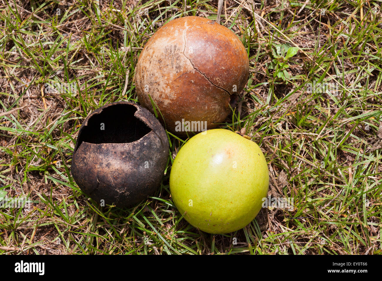Jícaro Sabanero or Crescentia Alata fruits in Nicaragua Stock Photo - Alamy