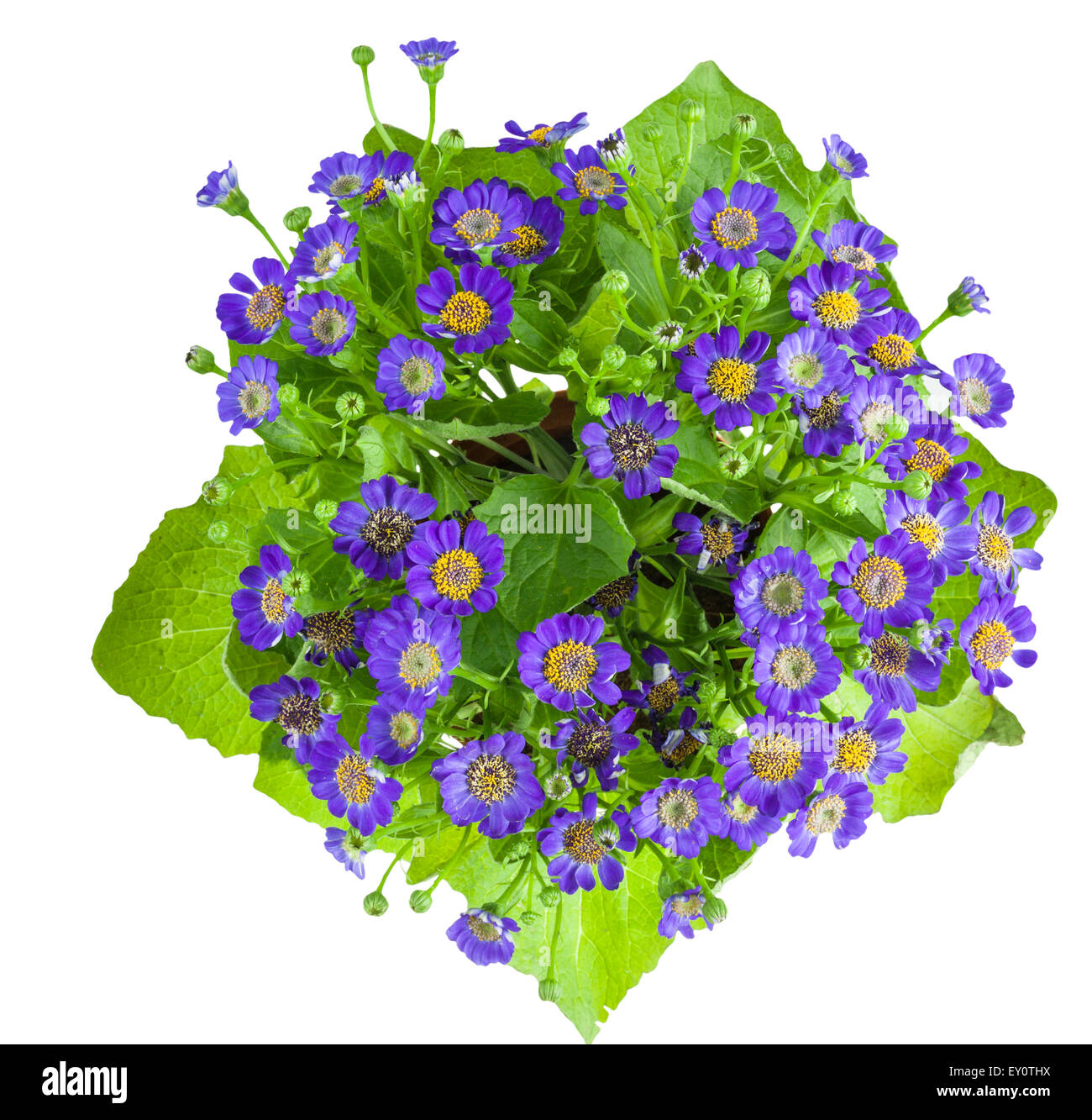 Top view purple white hi-res stock photography and images - Alamy