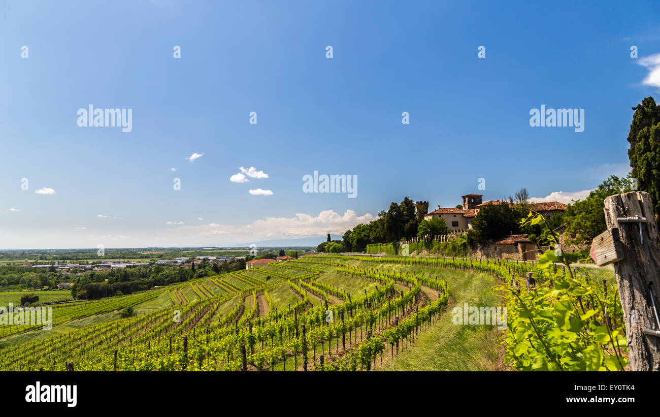 grapevine cultivation in the italian countryside in a stormy summer day ...