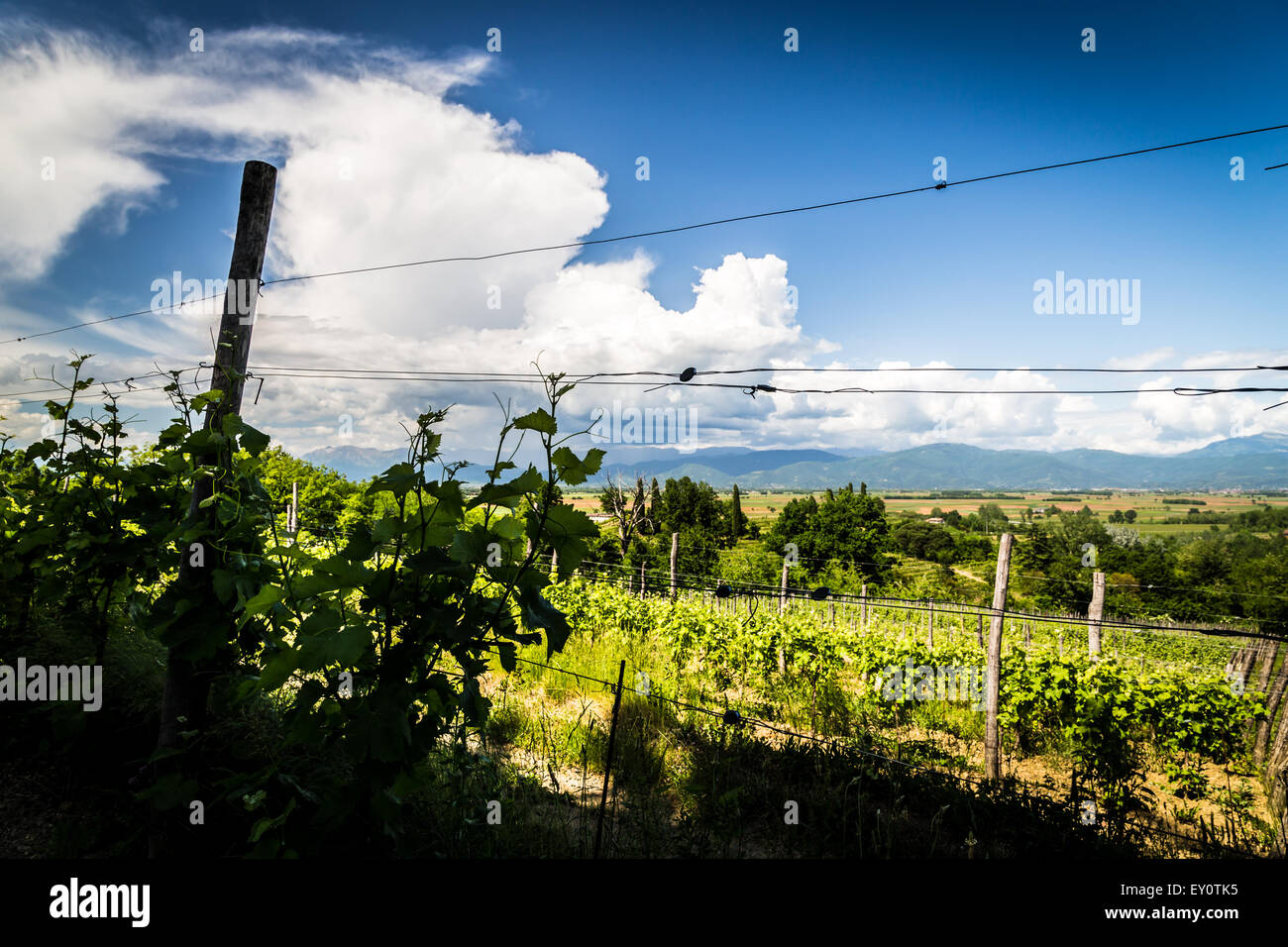 grapevine cultivation in the italian countryside in a stormy summer day ...