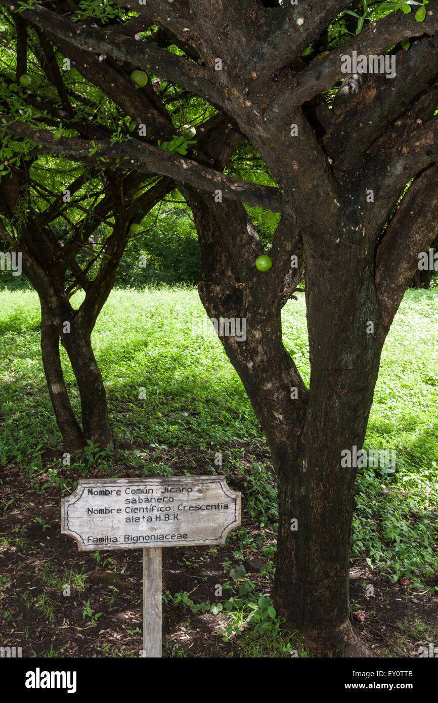 Jicaro Sabanero or Crescentia Alata tree in the Ruins of León Viejo ...