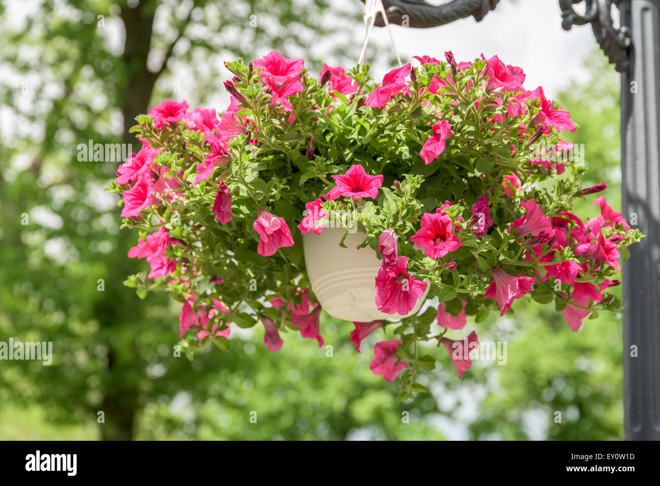 Hanging pot flowers hi-res stock photography and images - Alamy