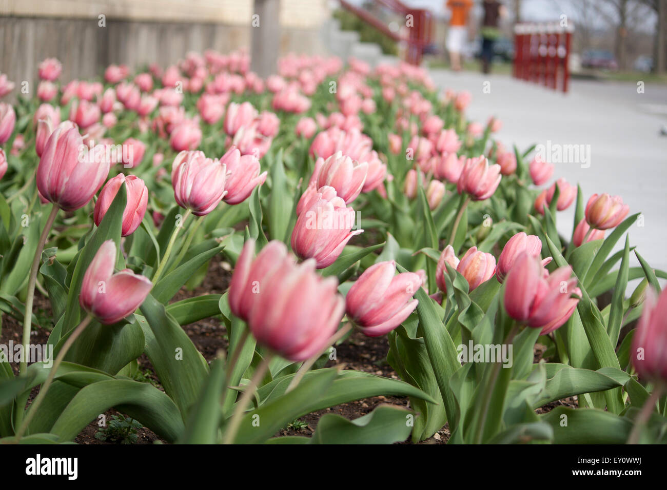 A tulip bed bordering a college campus walkway Stock Photo - Alamy