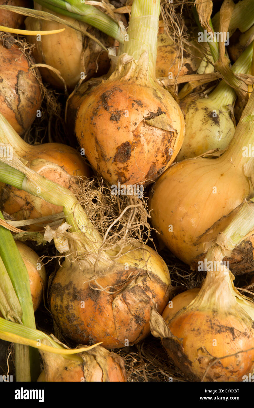 freshly dug onions Stock Photo - Alamy freshly dug onions Stock Photo - Alamy
