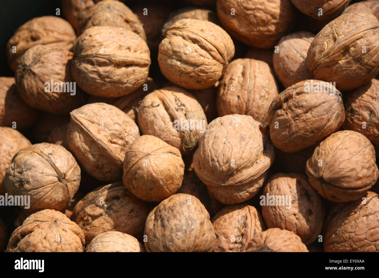 Nuts, fruits of Juglans regia L Stock Photo - Alamy