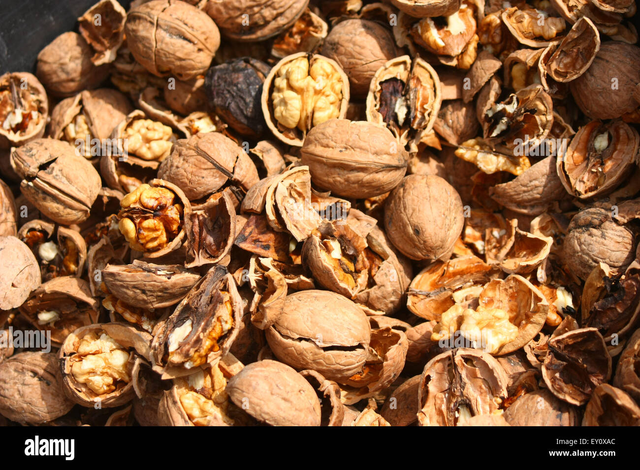 Hazelnut cracked open hi-res stock photography and images - Alamy