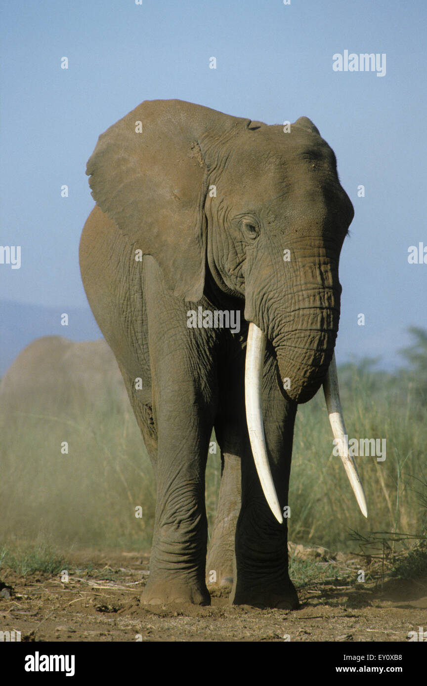 African Elephant (Loxodonta africana) adult cow with big tusks dust ...