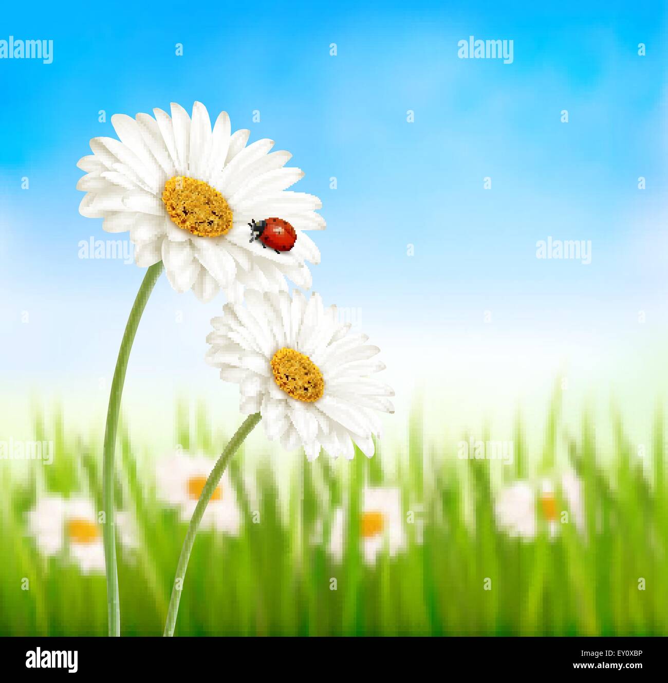 Nature spring daisy flower with ladybug. Vector illustration Stock ...