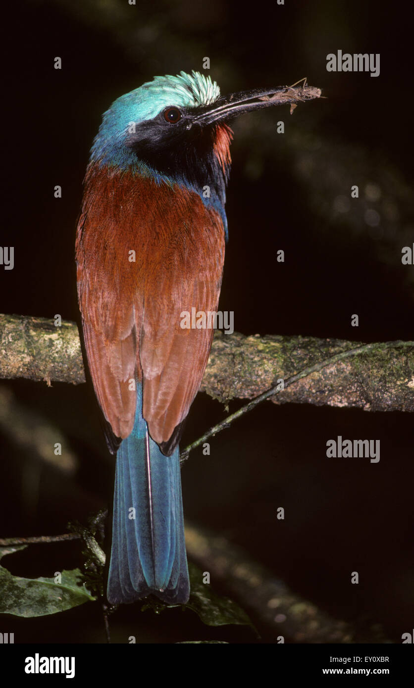 Merops mueleri hi-res stock photography and images - Alamy