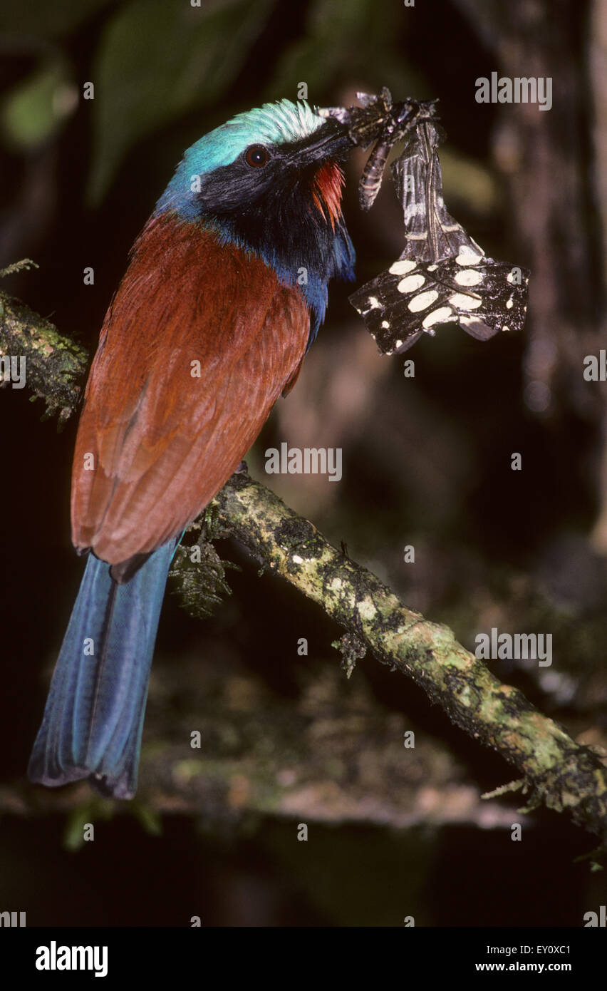 Blue-headed Bee-eater (Merops muelleri) adult male with insect prey ...