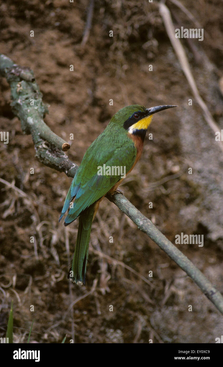 Cinnamon-chested Bee-eater (Merops oreobates) adult Kakamega Forest ...