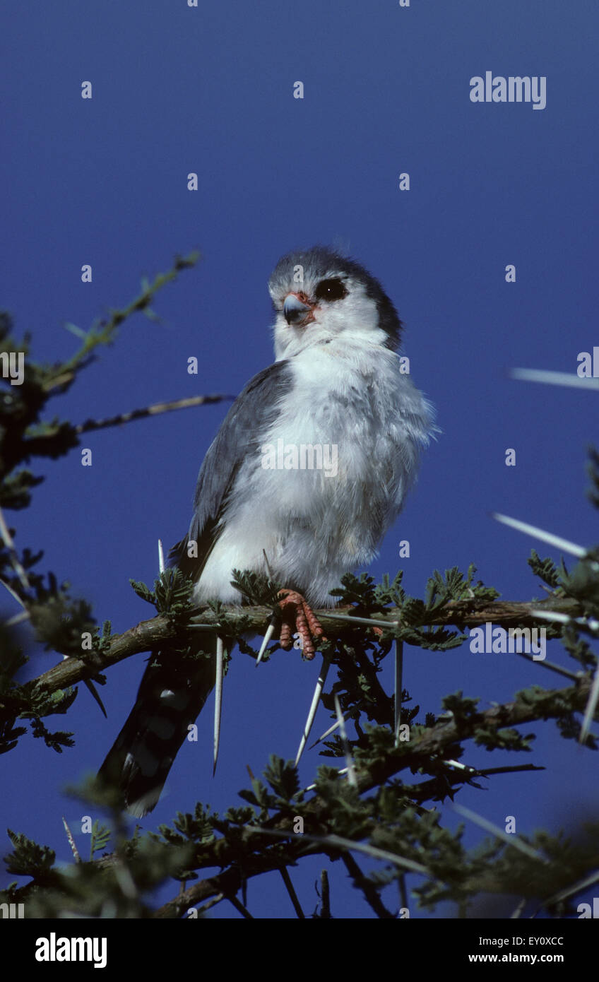 Pygmy Falcon (Polihierax semitorquatus) adult male Samburu Game Reserve ...