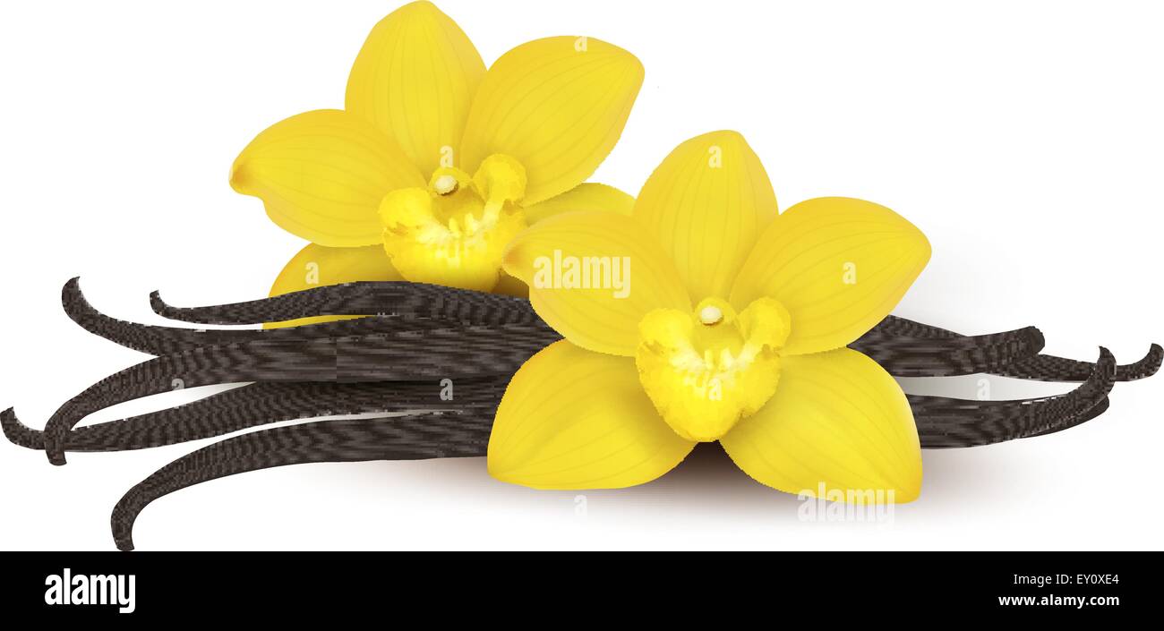 Vanilla background. Vector Stock Vector Image & Art - Alamy