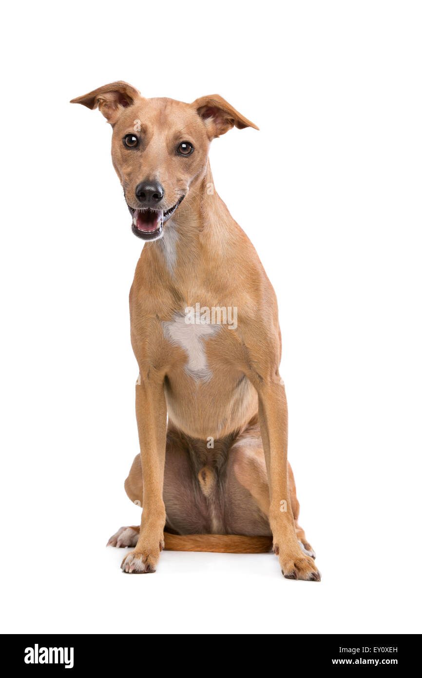 Podenco dog sitting on front of a white background Stock Photo - Alamy