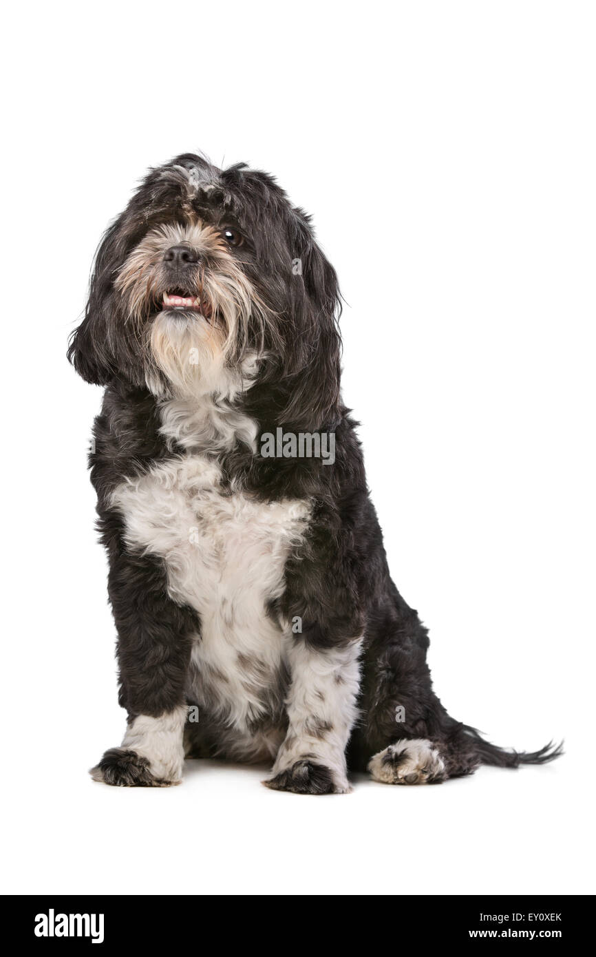 Fluffy dog sitting in Cut Out Stock Images & Pictures - Alamy