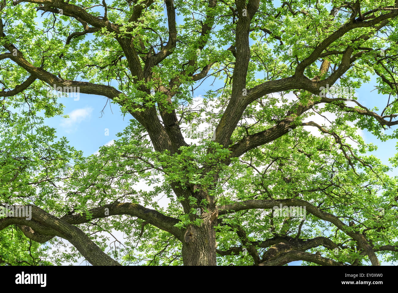 Branches of forest hi-res stock photography and images - Alamy