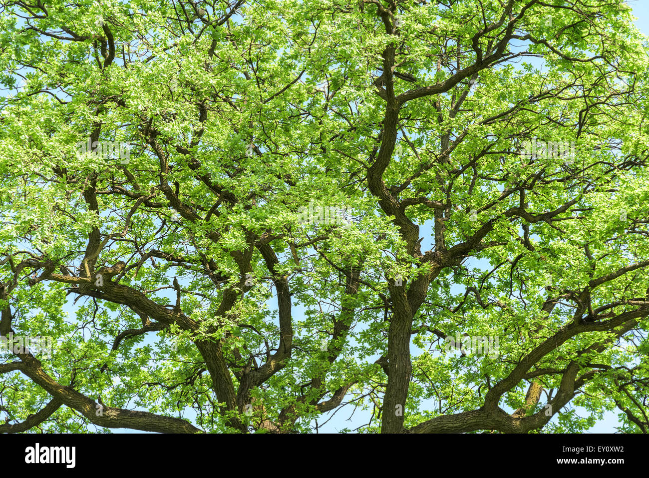 Branches of forest hi-res stock photography and images - Alamy