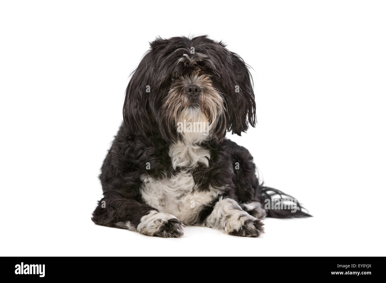Mixed breed small fluffy dog in front of a white background Stock Photo ...