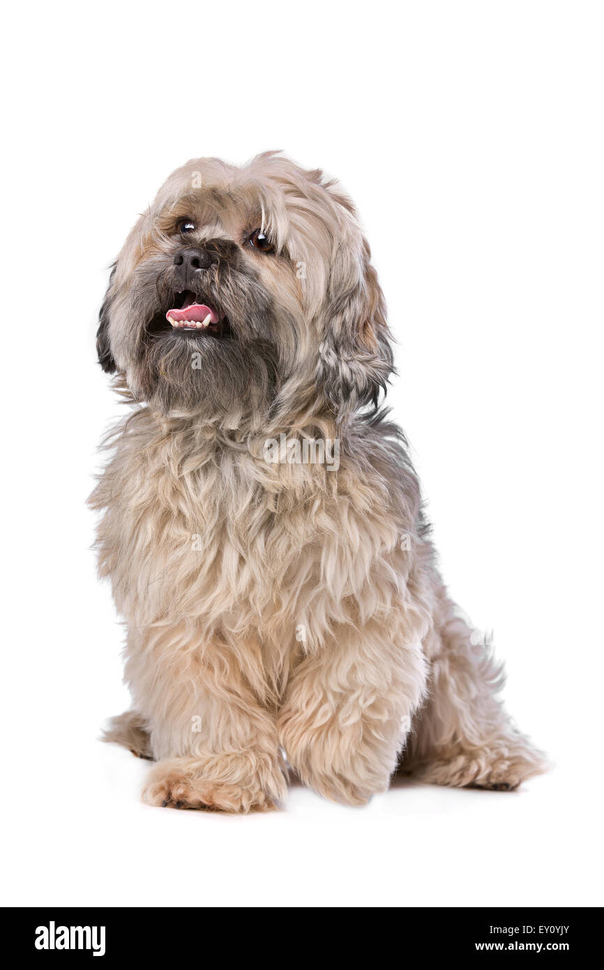 Mixed breed small fluffy dog in front of a white background Stock Photo ...
