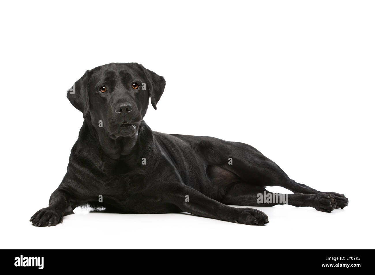 Black Labrador in front of a white background Stock Photo - Alamy
