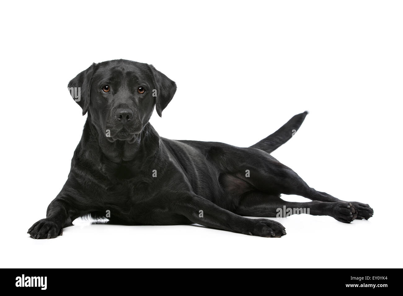 Black Labrador in front of a white background Stock Photo - Alamy