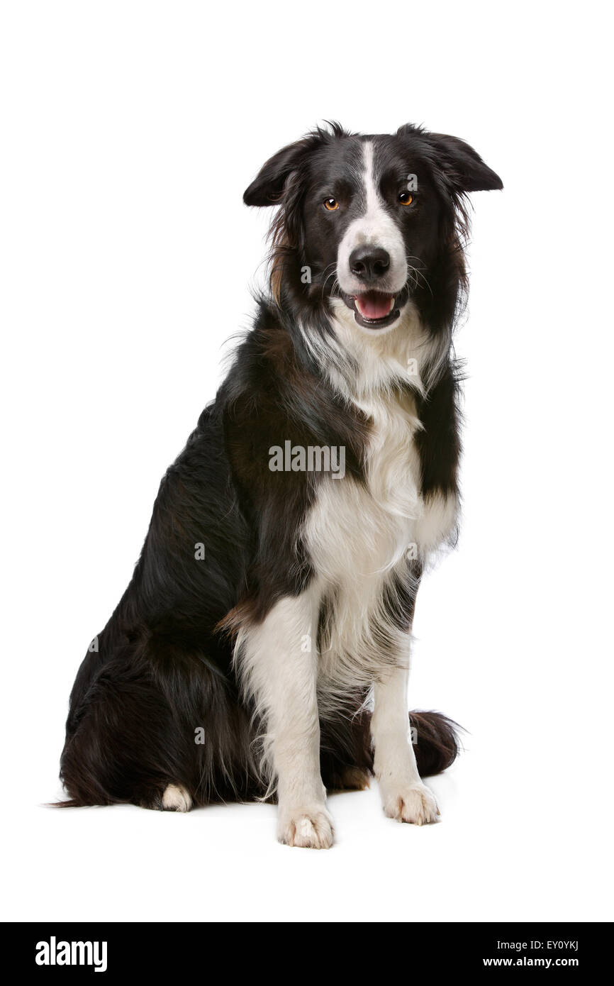 Black And White Spotted Border Collie