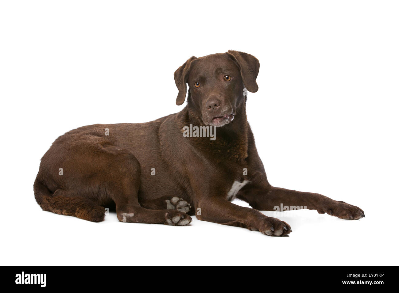 Chocolate Labrador in front of a white background Stock Photo - Alamy